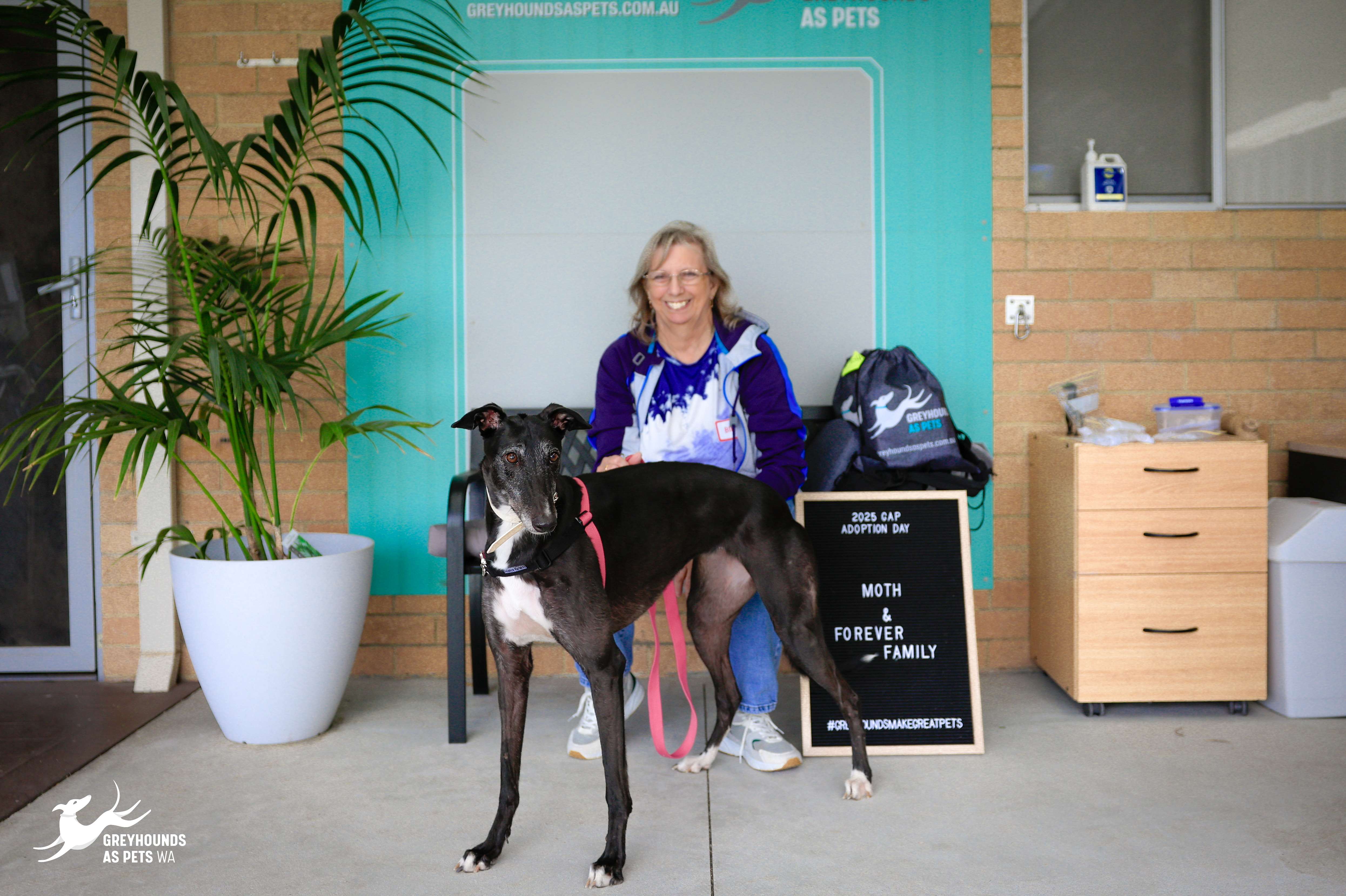 National Greyhound Adoption Month a walk in the park