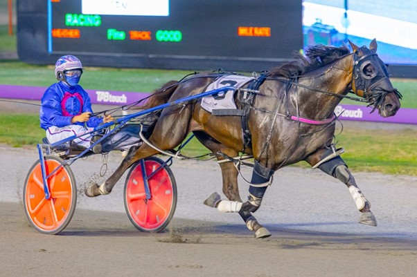 Bond Stable Out To Continue Golden Run In Pacing Cup