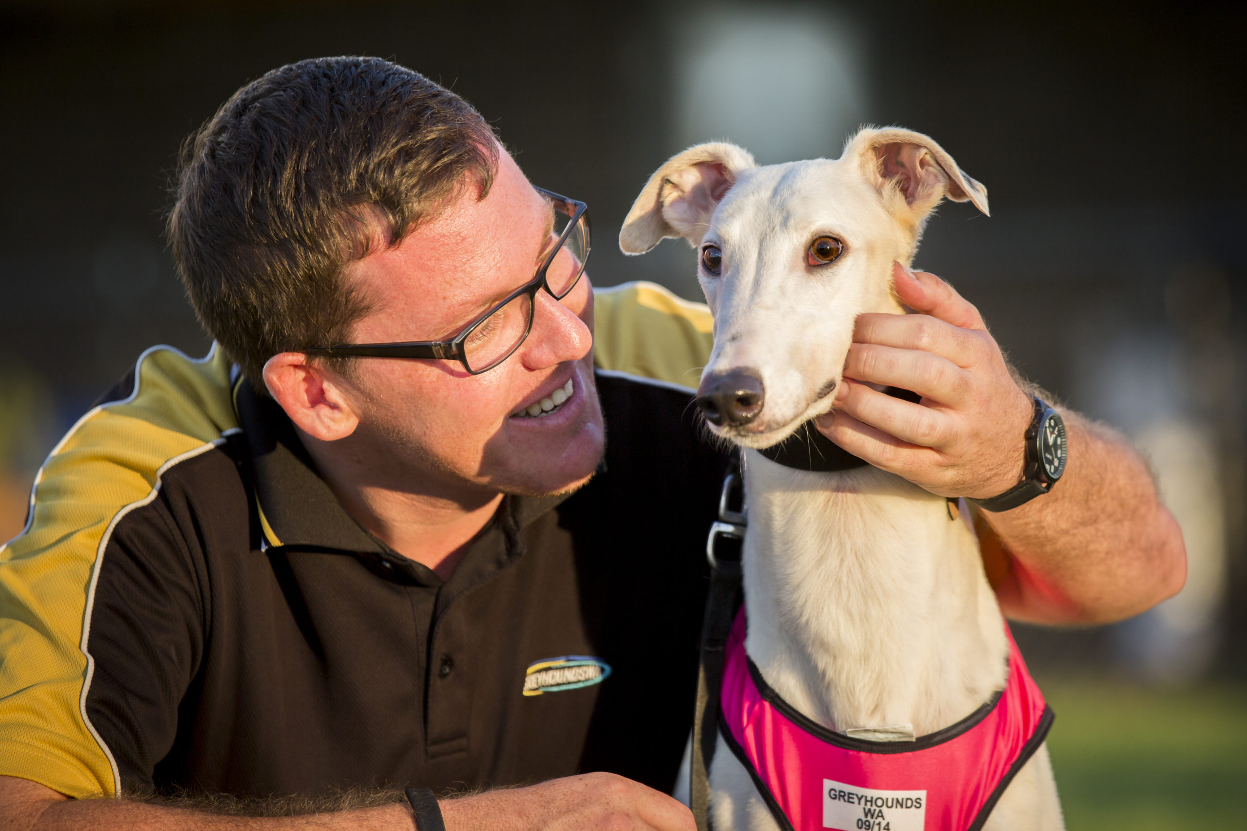 Greyhounds Australasia Website re-launched with Upgrades and Improvements