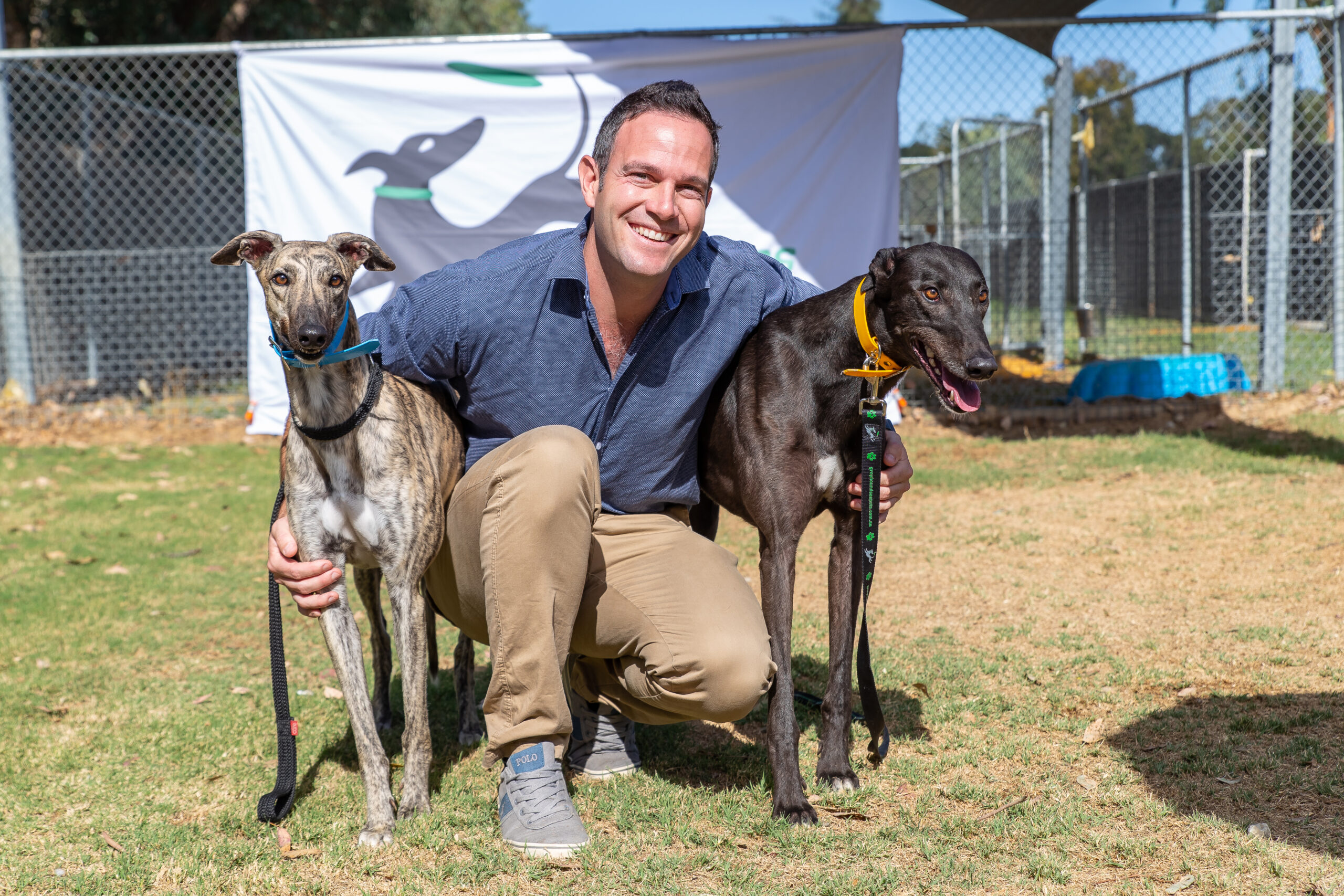 Greyhounds as Pets WA Announces Adoption Month