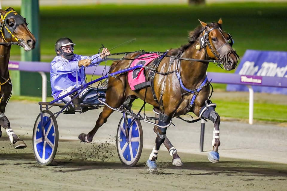 Outstanding line up of contenders announced for the WA Harness Horse of ...