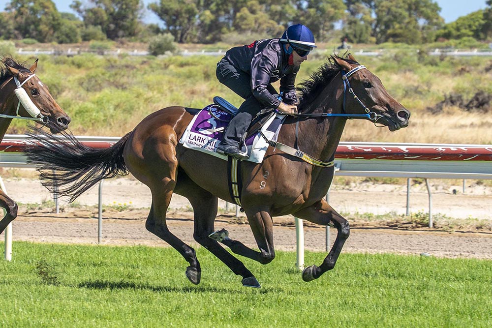 Carbery Backs In His Supremacy Jewel