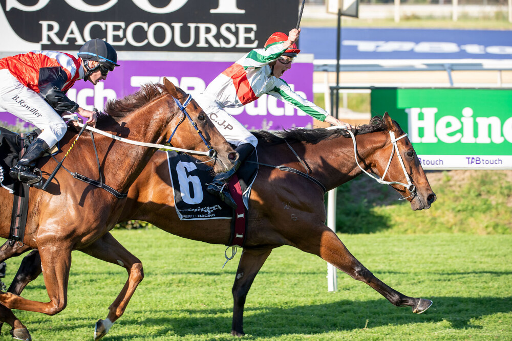 Massimo Warms To Lee Steere Stakes