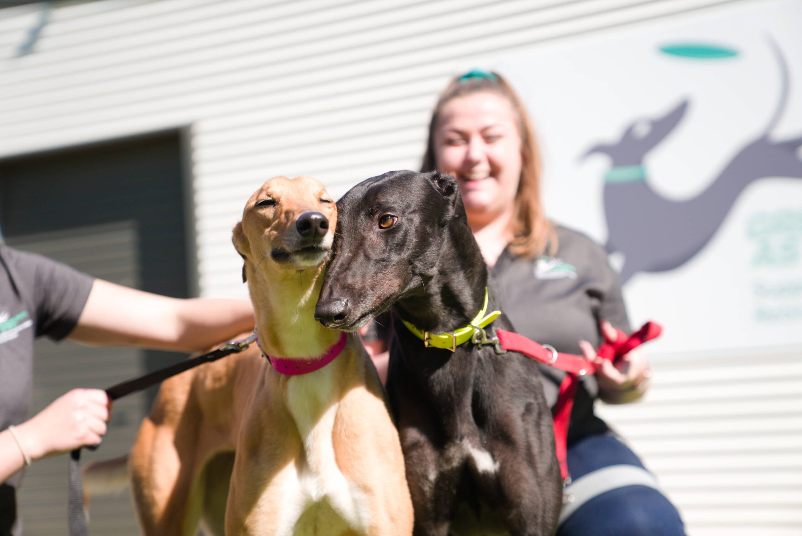 Greyhounds as Pets WA adoption and foster evening