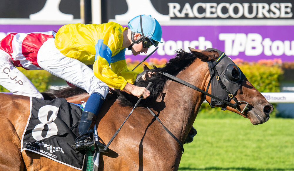 Adelaide Cup For Stafford's Lad