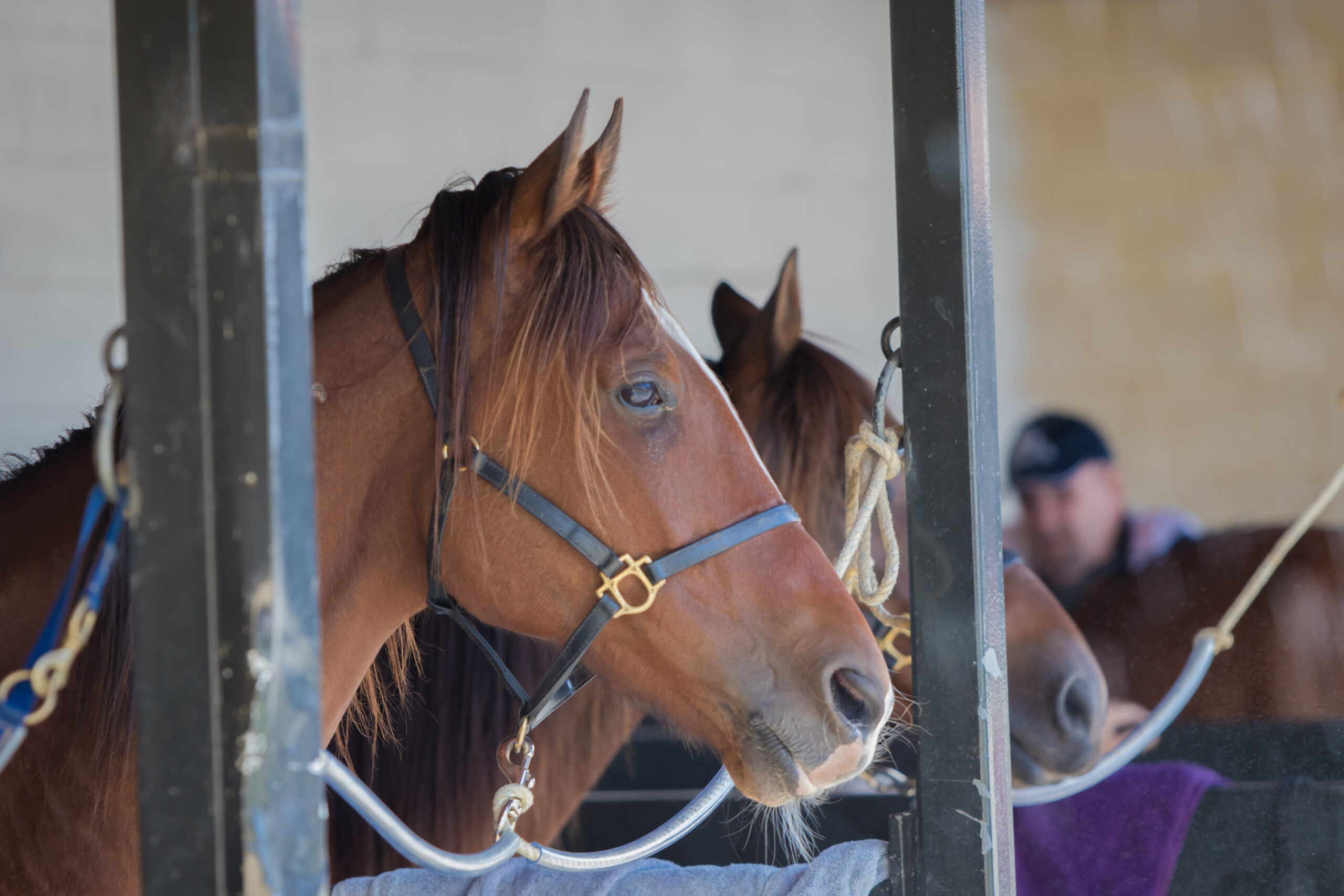 Challengers announced for 2022 WA Harness Horse of the Year Awards