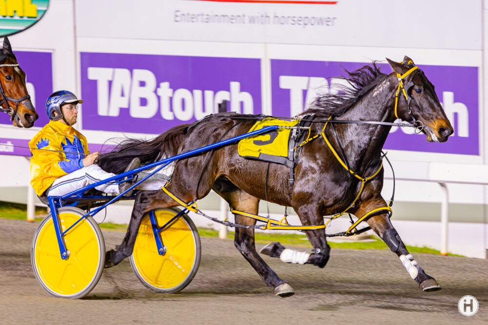Encouraging Signs for Pacing Cup Champion