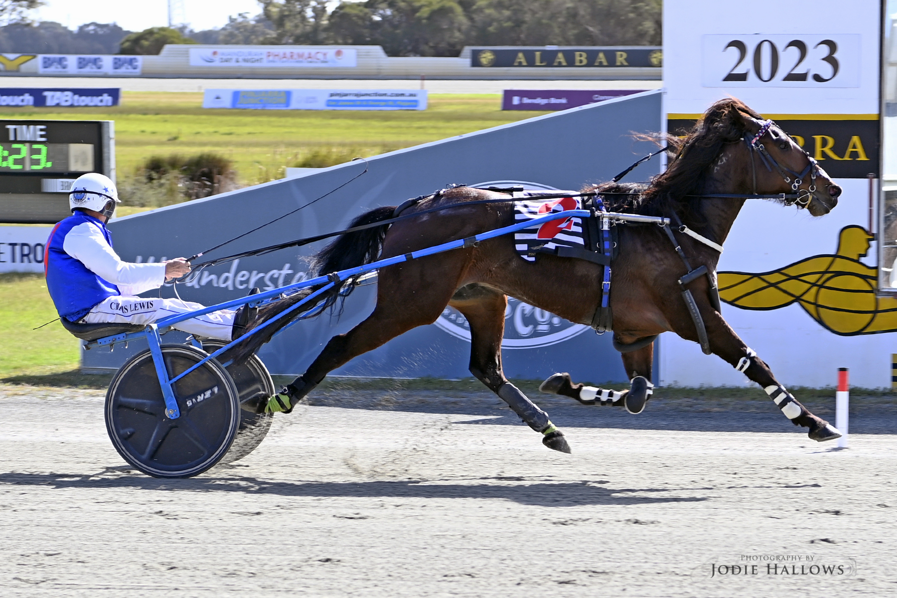 Our Maestoso NZ Continues To His Show Class In Trotters Event at Pinjarra
