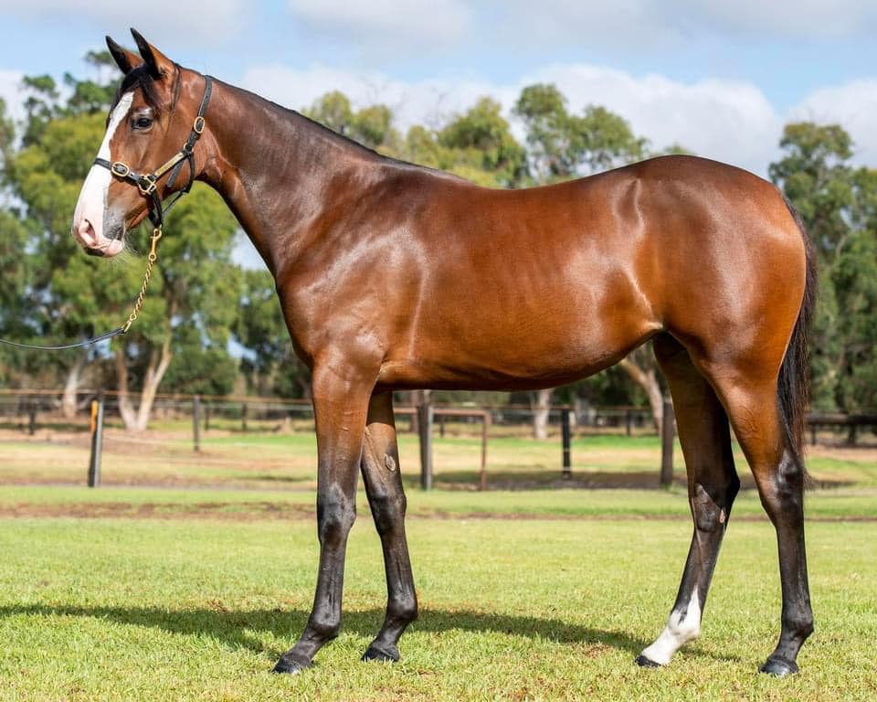 Mike Reed Sweet On His Filly Ruby Lou