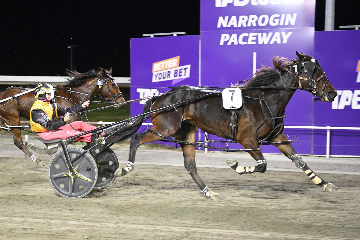 Bargain Buys The Cause For Celebration With Training Double For Thornton At Narrogin