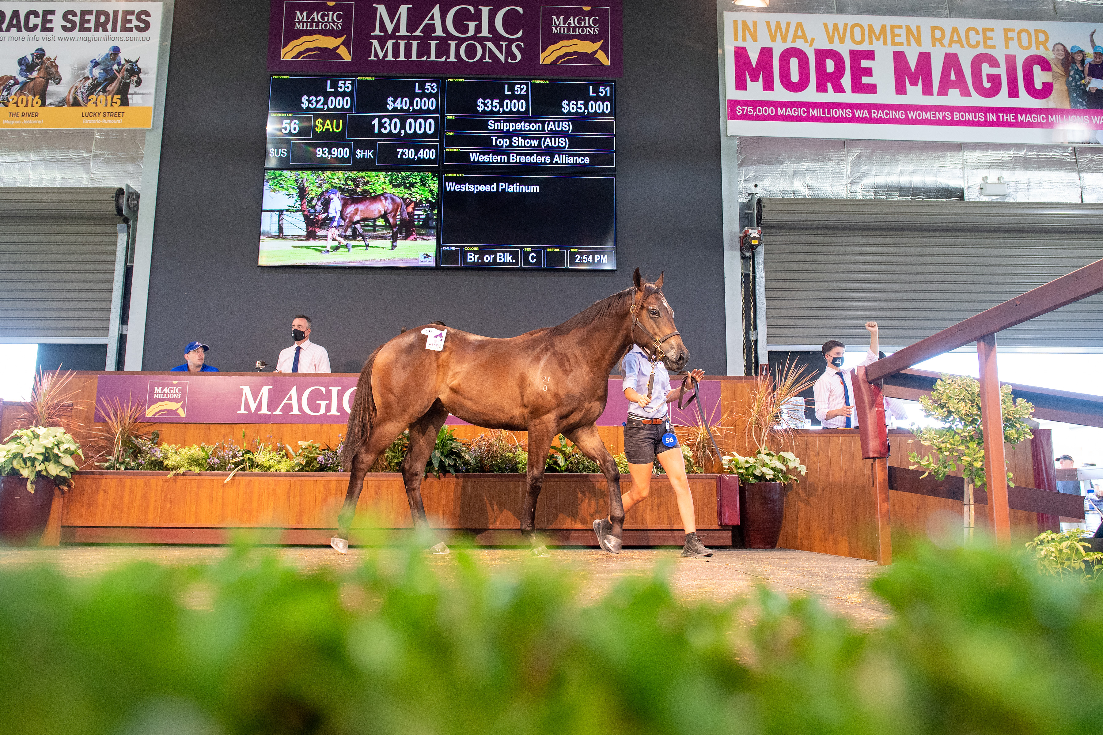 Magic Millions Perth Yearling Sale - Book 1